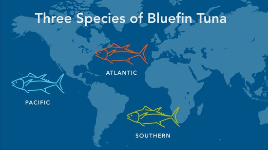 Stories - Gulf of Maine Research Institute