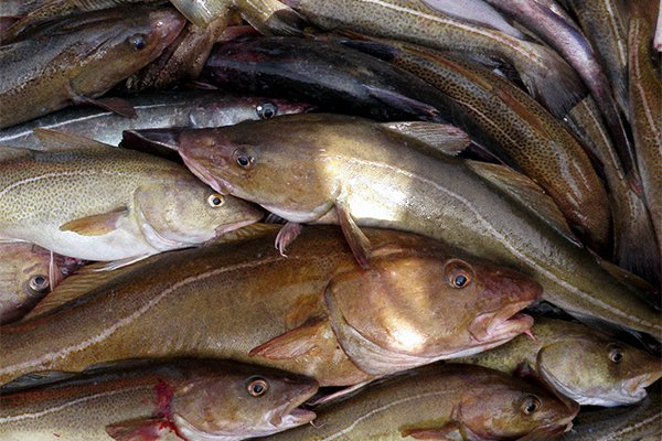Simulating Cod Management Alternatives - Gulf of Maine Research Institute