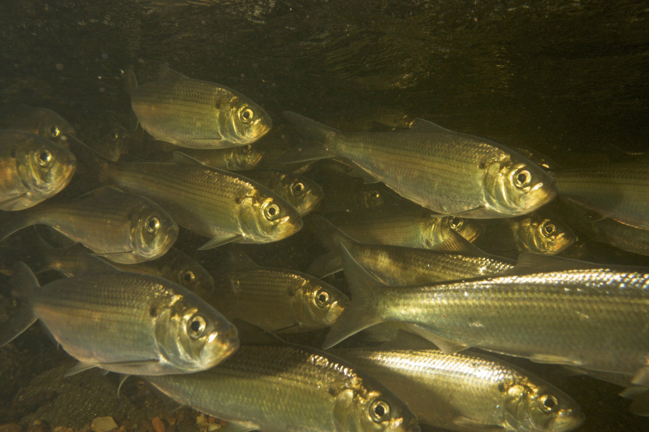 Functional Trait Changes in the Northwest Atlantic Fish Community ...