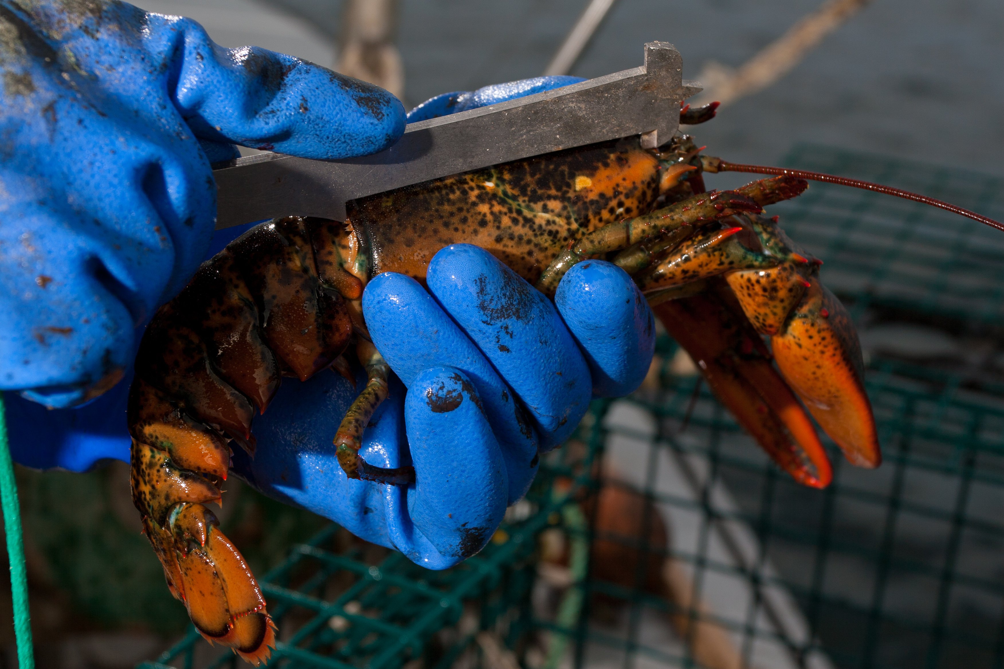 Arctic Warming and the Lobster Fishery - Gulf of Maine Research Institute