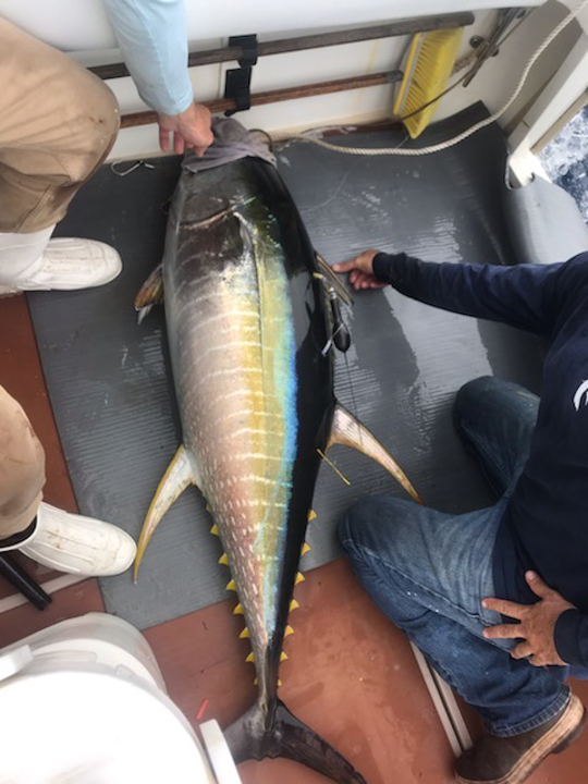Evaluating the life history and stock structure of yellowfin tuna ...